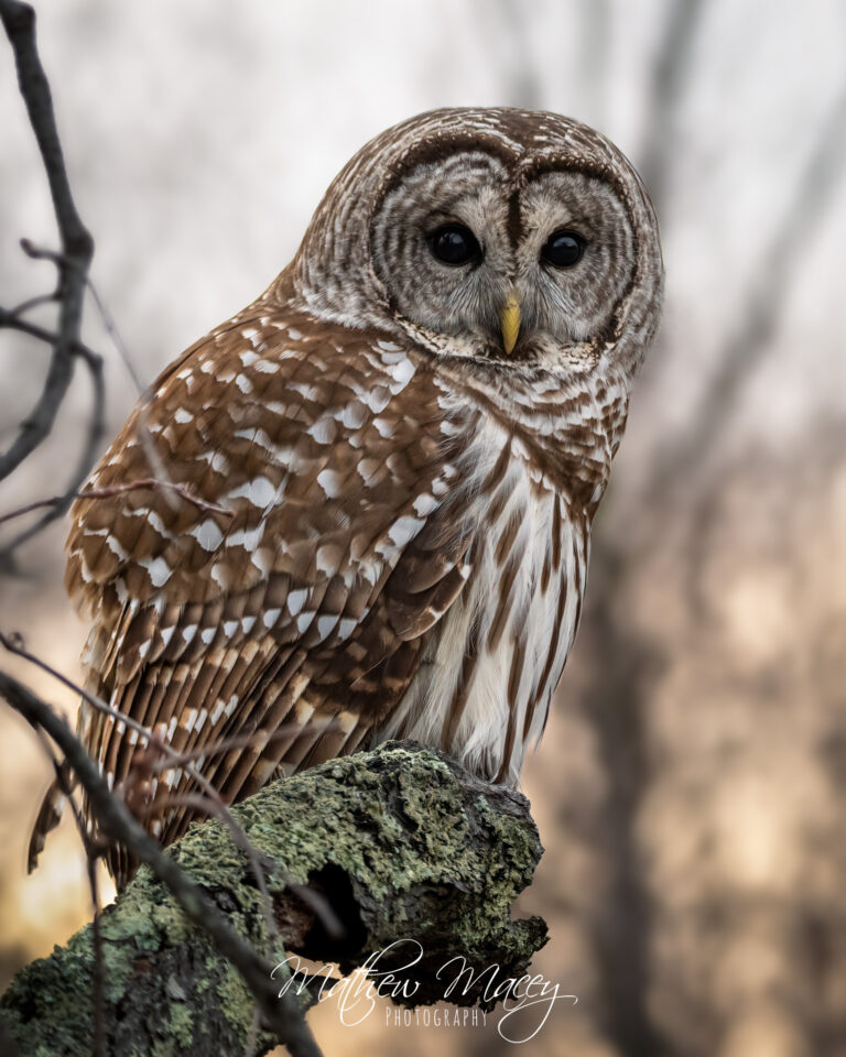 Home - Mathew Macey Photography