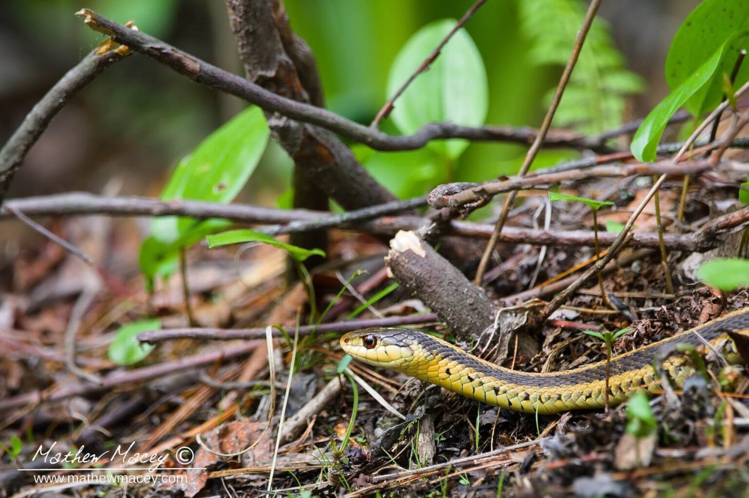 Home - Mathew Macey Photography