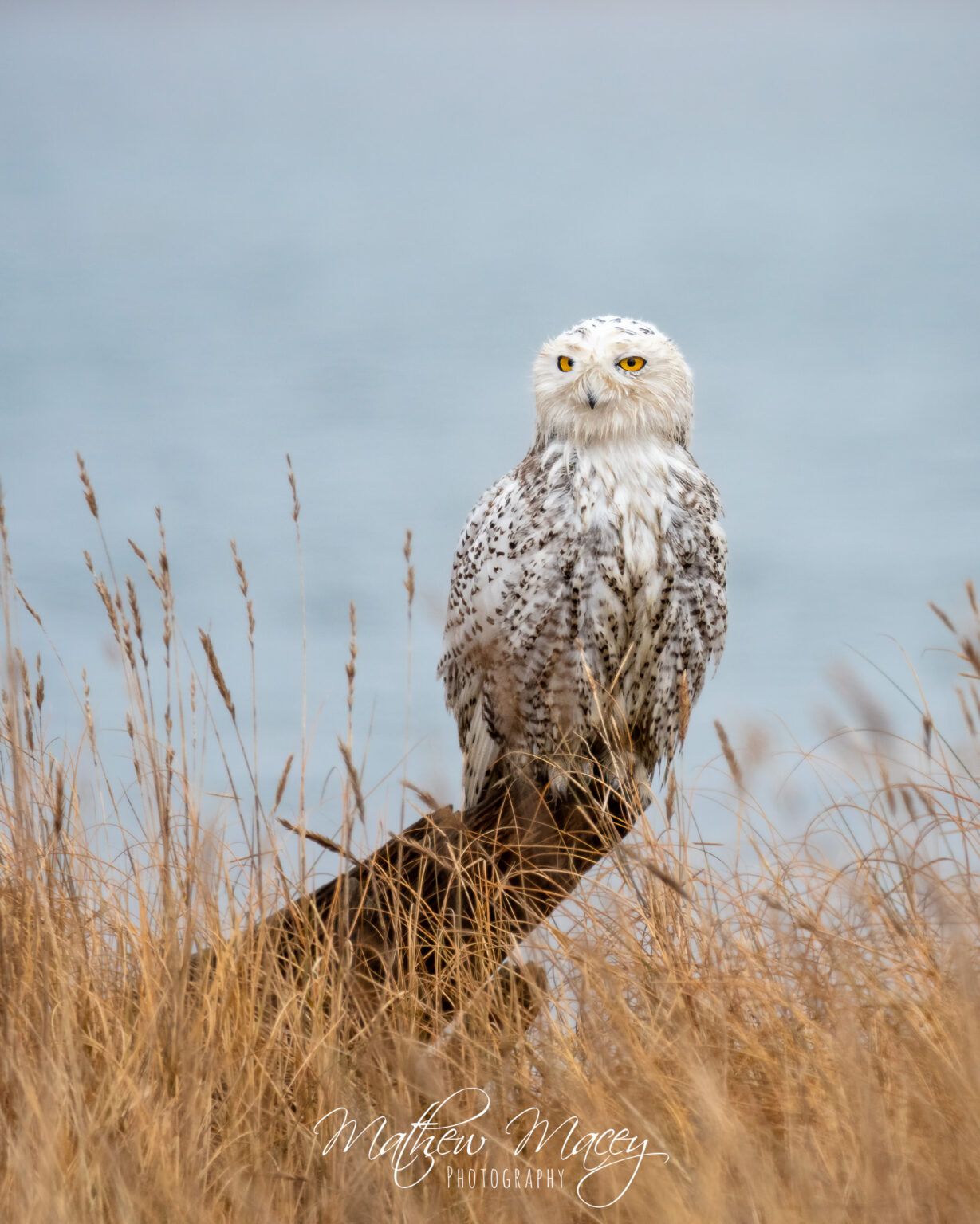 Home - Mathew Macey Photography