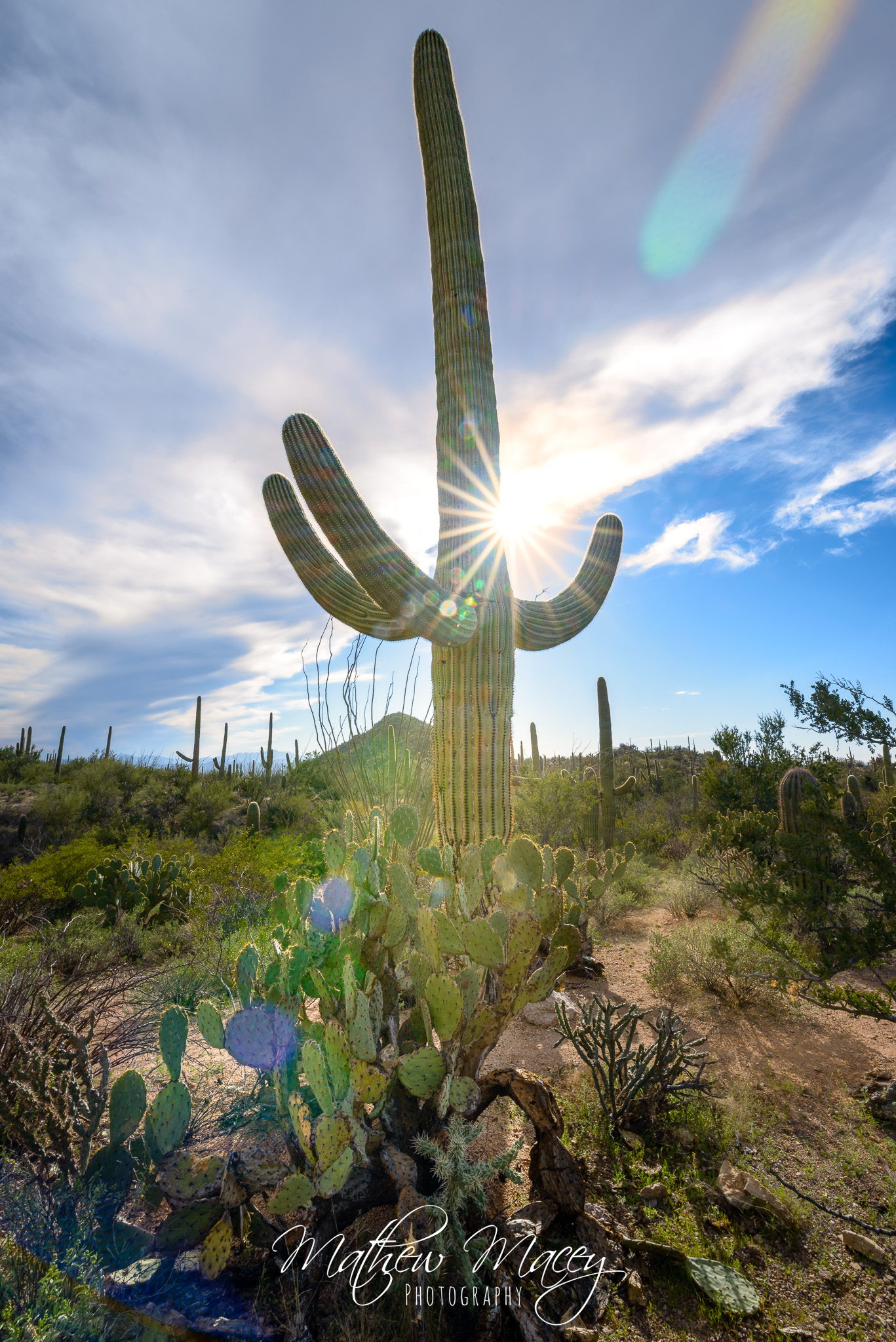 Home - Mathew Macey Photography